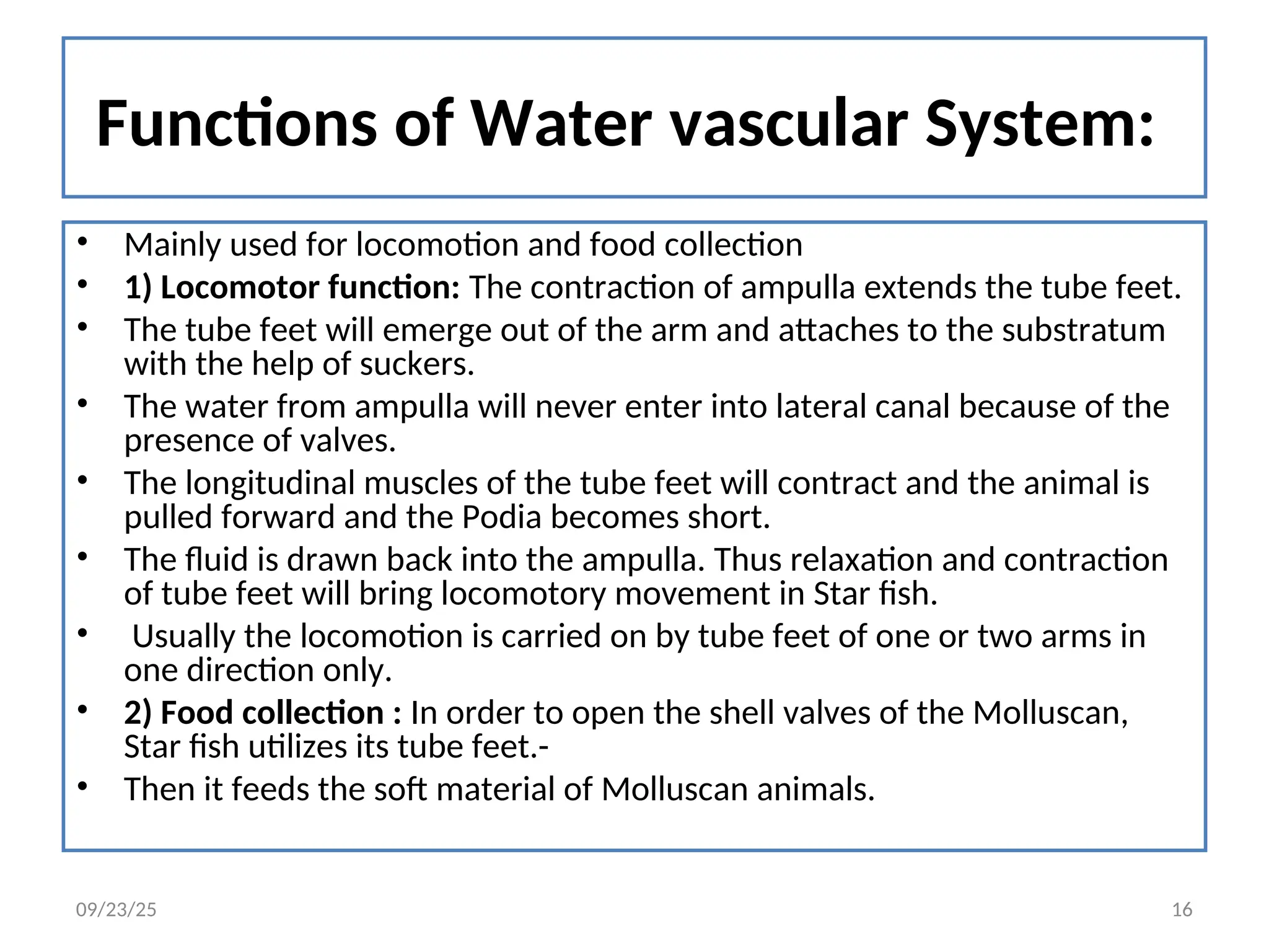 ECHINODERMS water vasularsystem starfish .ppt