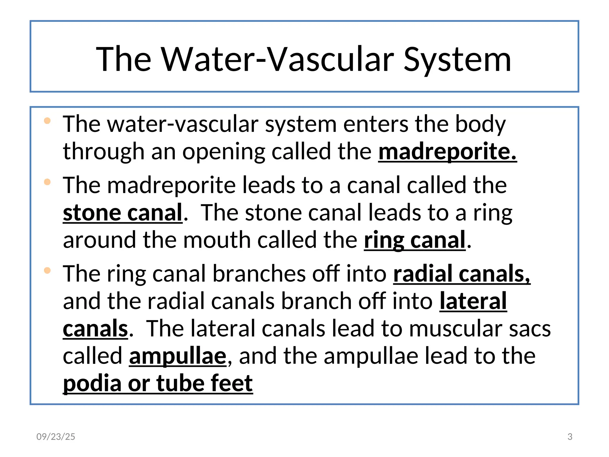 ECHINODERMS water vasularsystem starfish .ppt