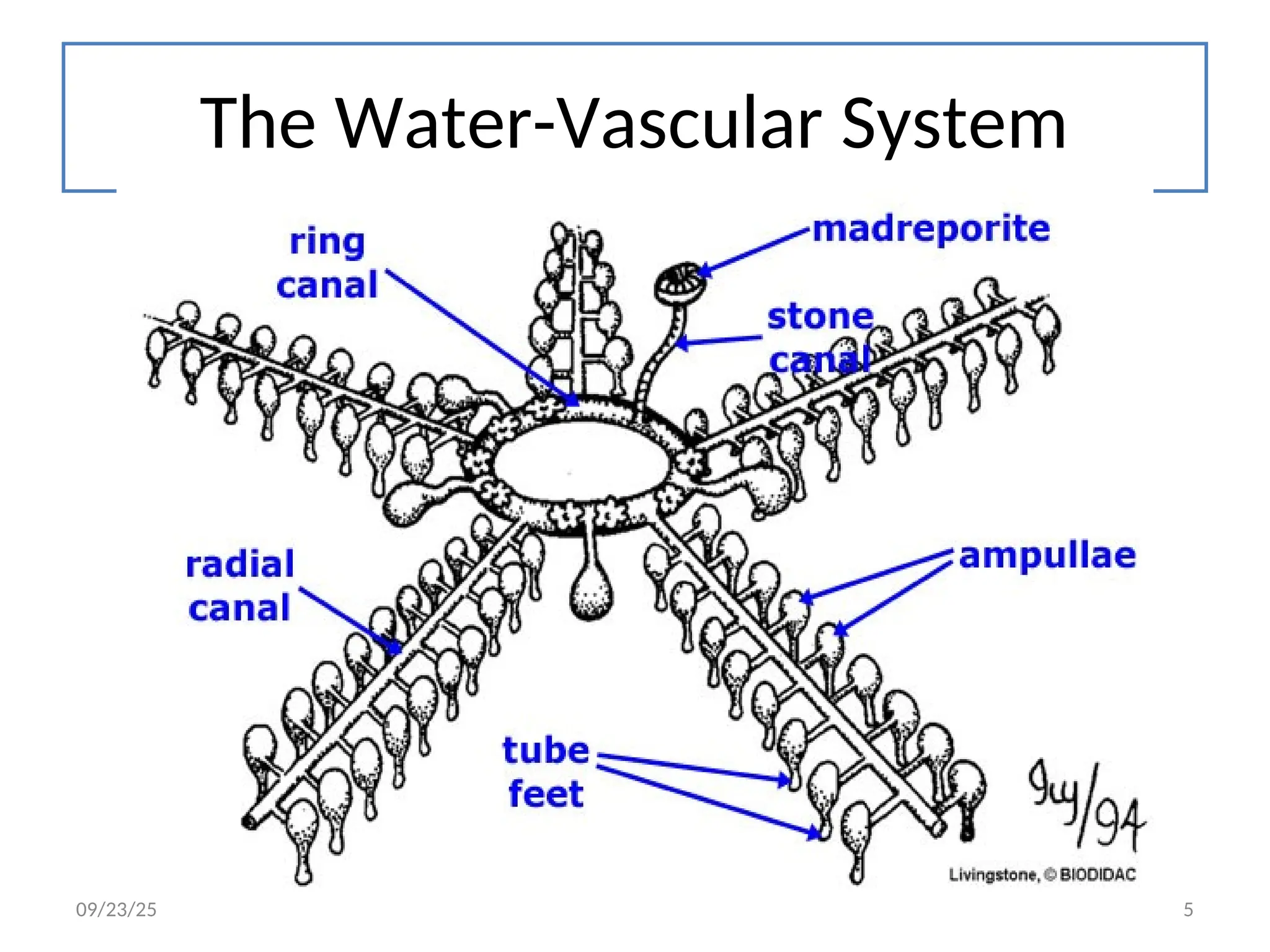 ECHINODERMS water vasularsystem starfish .ppt
