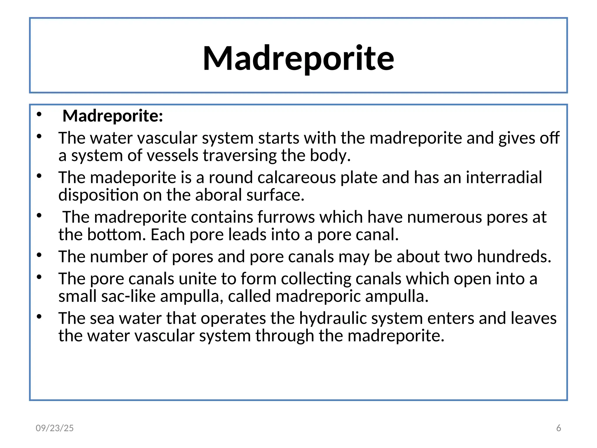 ECHINODERMS water vasularsystem starfish .ppt
