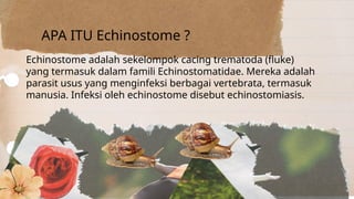 Echinostoma Pengertian dan akibatnya.pptx