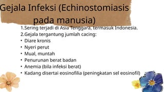 Echinostoma Pengertian dan akibatnya.pptx