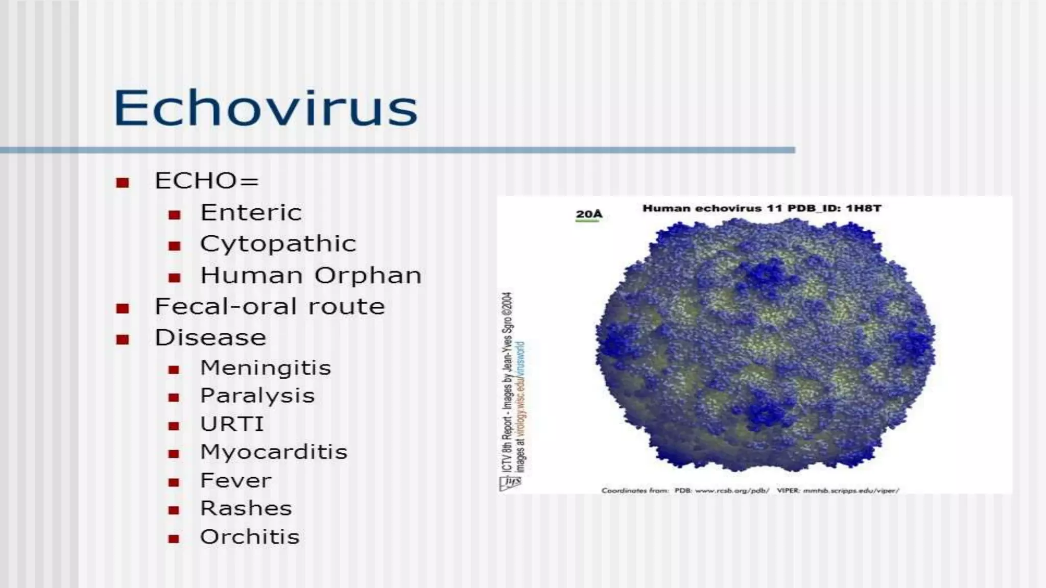 Meningitis: Viral Meningitis - Echovirus | PPT