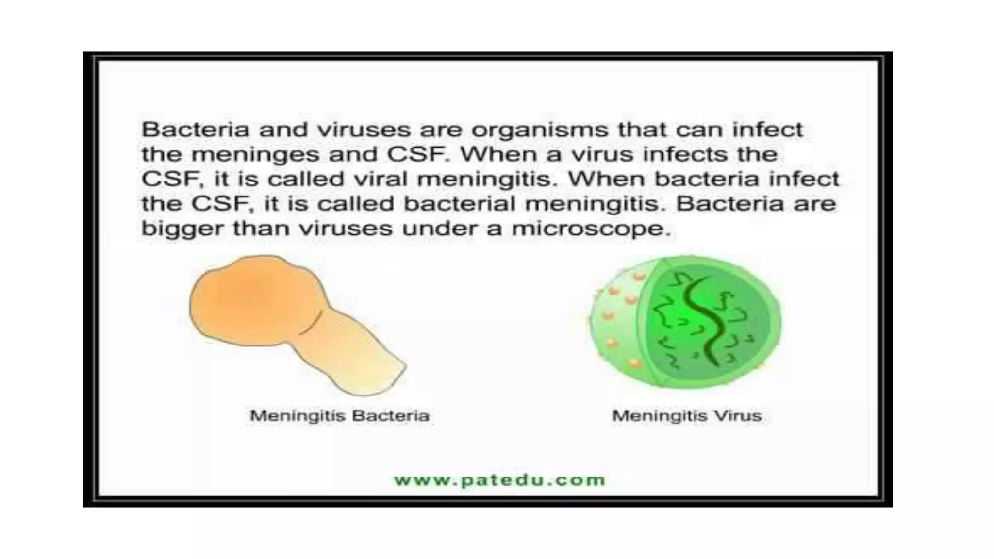Meningitis: Viral Meningitis - Echovirus | PPT
