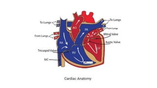 NORMAL ECHOCARDIOGRAPHIC ANATOMY OF THE HEART | PPTX