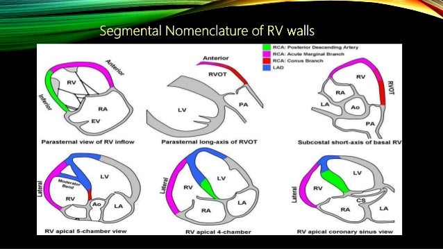 Echo assesment of rv function