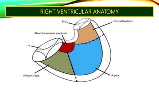 Echo assesmentof rv function | PPTX