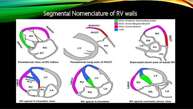 Echo assesmentof rv function