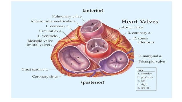 Echocardiographic assessment of tricuspid and pulmonary valves.pptx