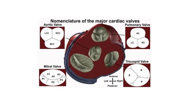 Echocardiographic assessment of tricuspid and pulmonary valves.pptx