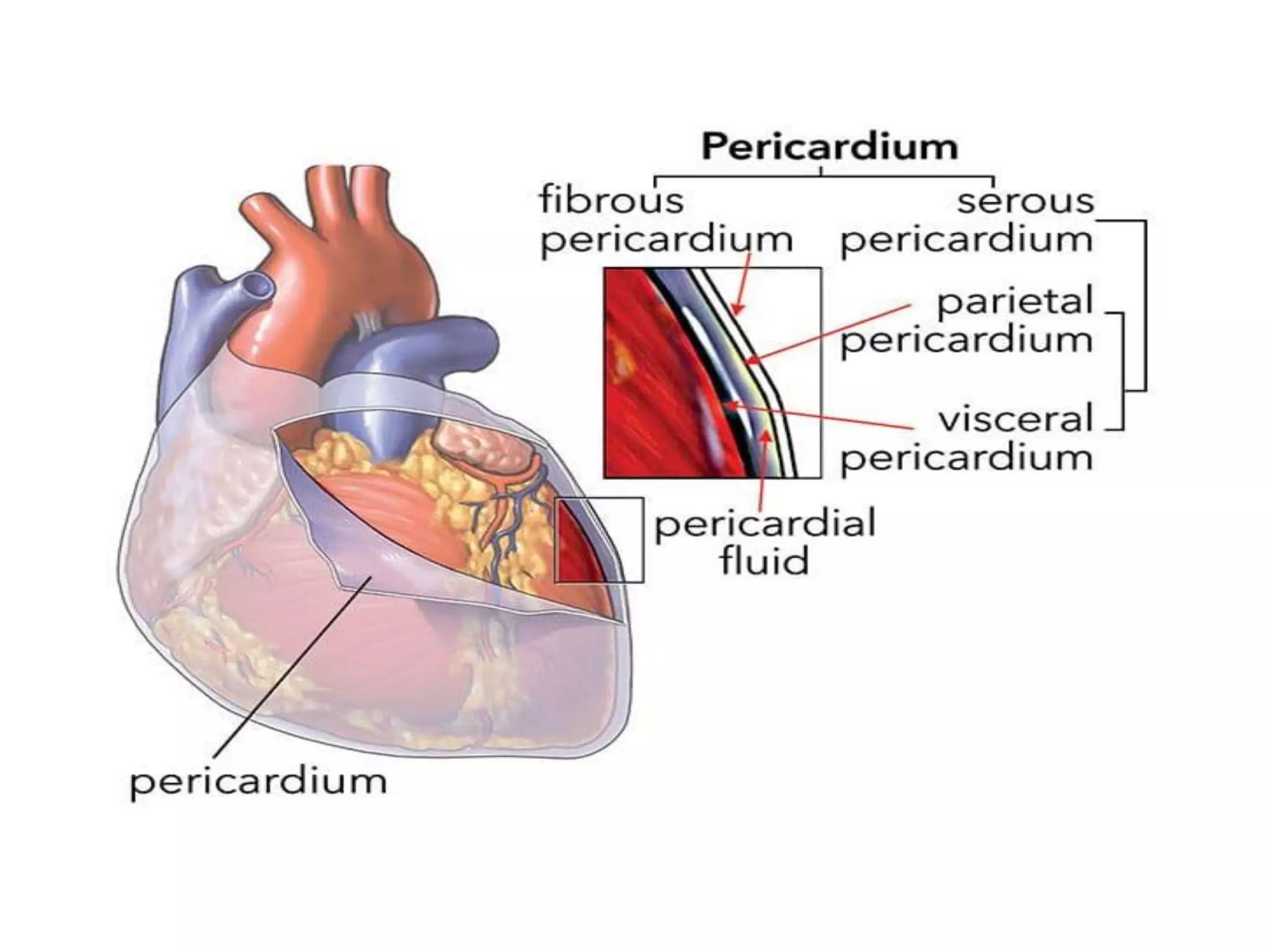 Echocardiographic evaluation of pericardium | PDF