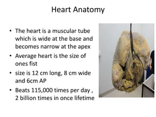 Echocardiographic measurements | PPTX