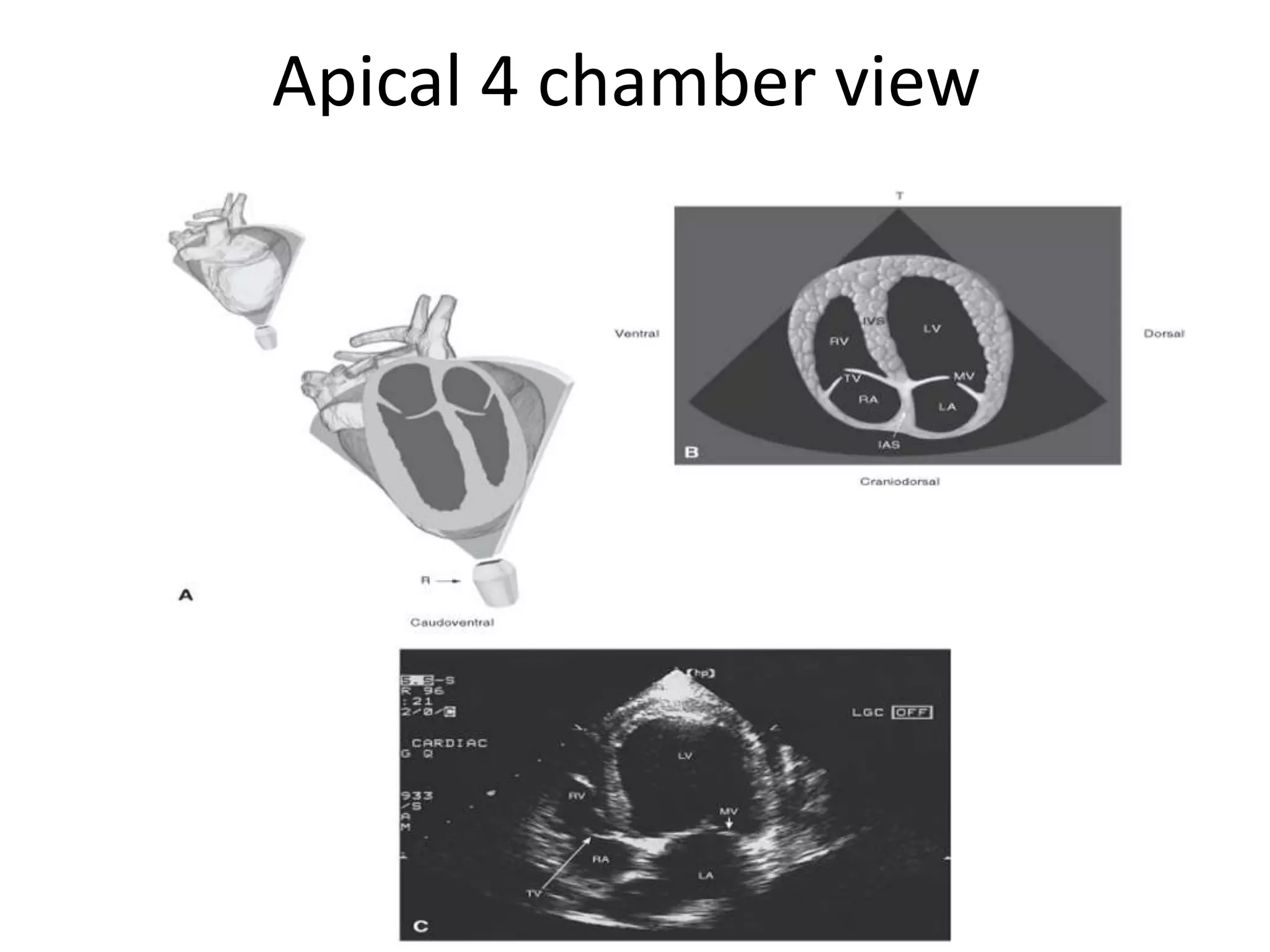 Canine Echocardiography -Dr Venkatesh S M.pptx