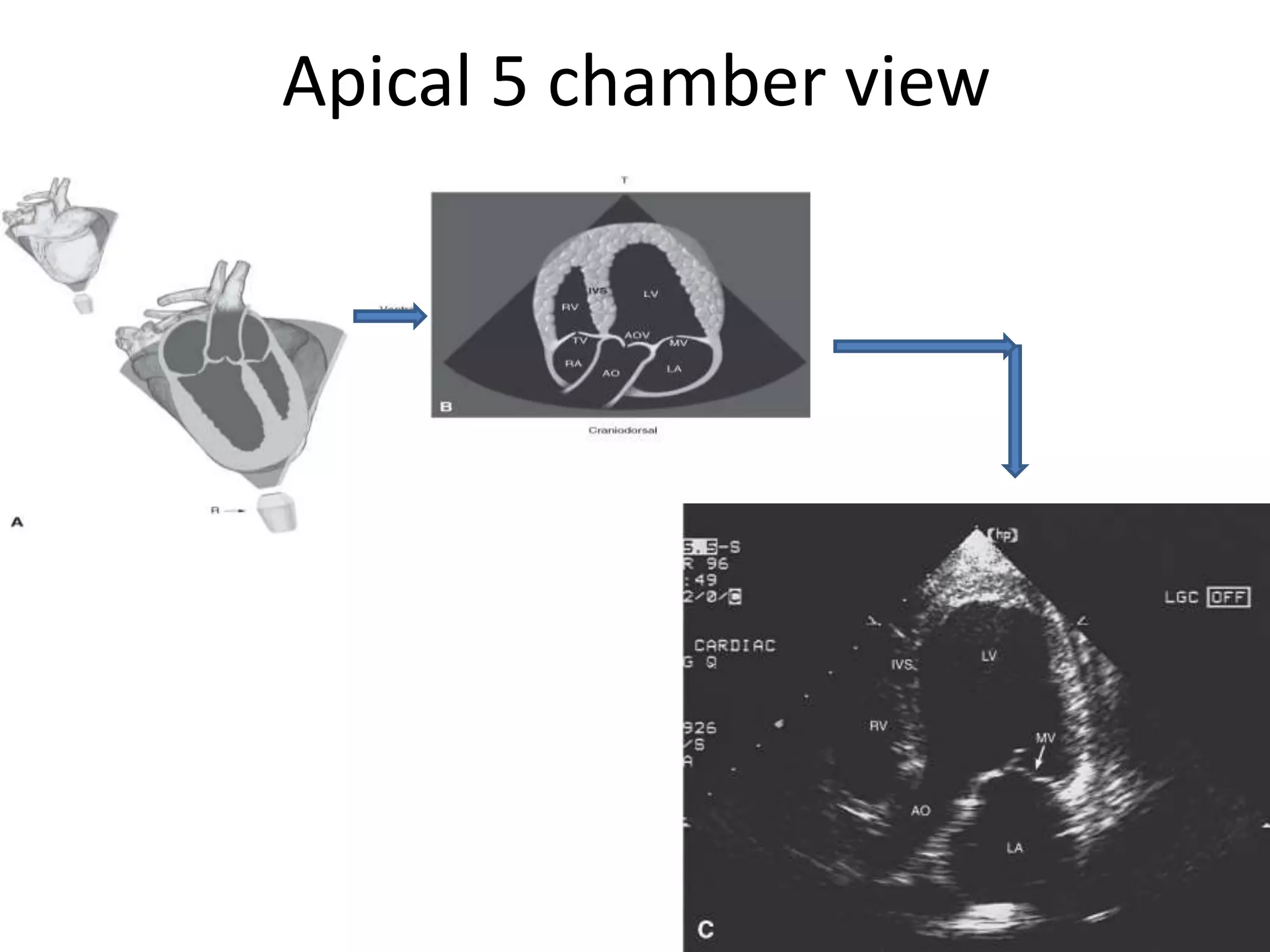 Canine Echocardiography -Dr Venkatesh S M.pptx