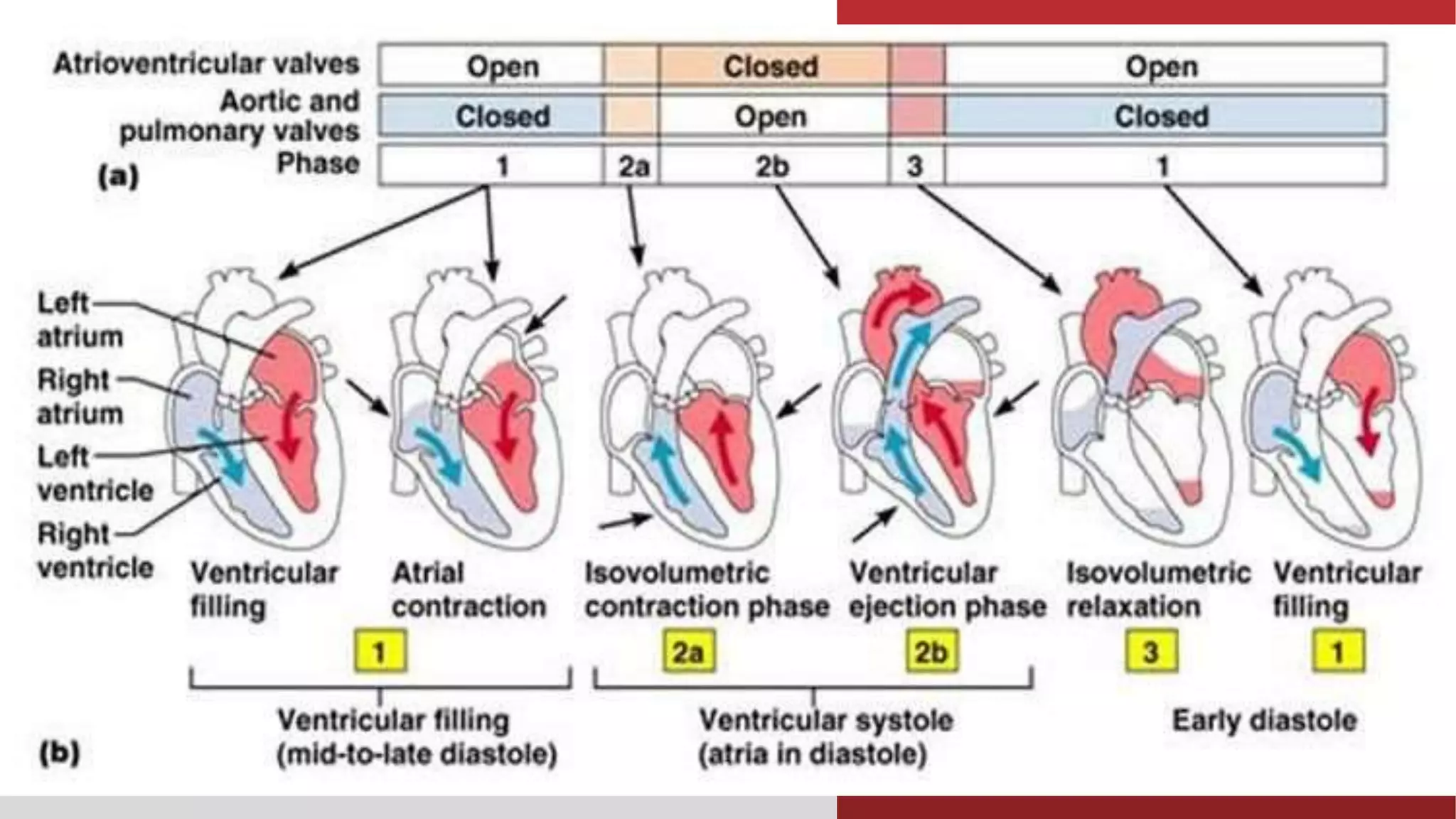 Echocardiography | PPTX