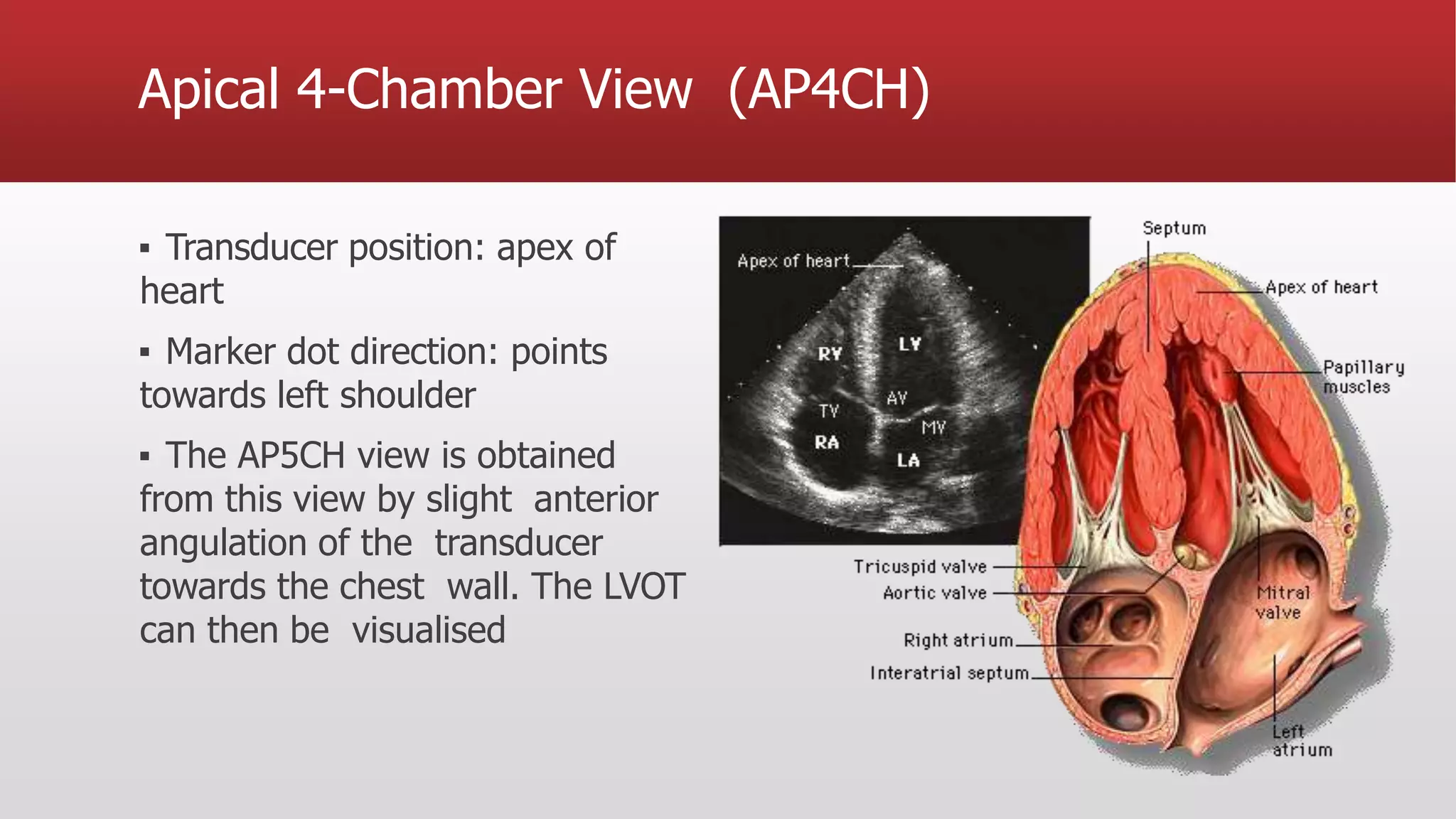 Echocardiography | PPTX