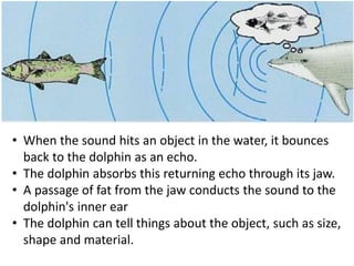 Echolocation | PPTX