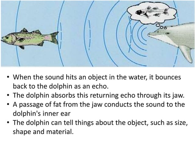 Echolocation | PPTX | Digital Audio | Computer Software and Applications