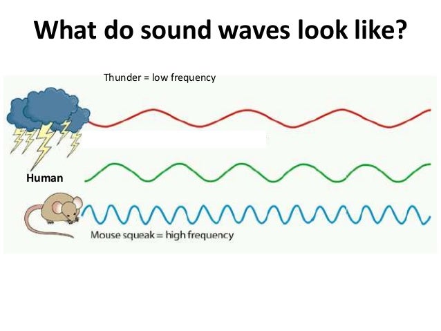 Echolocation