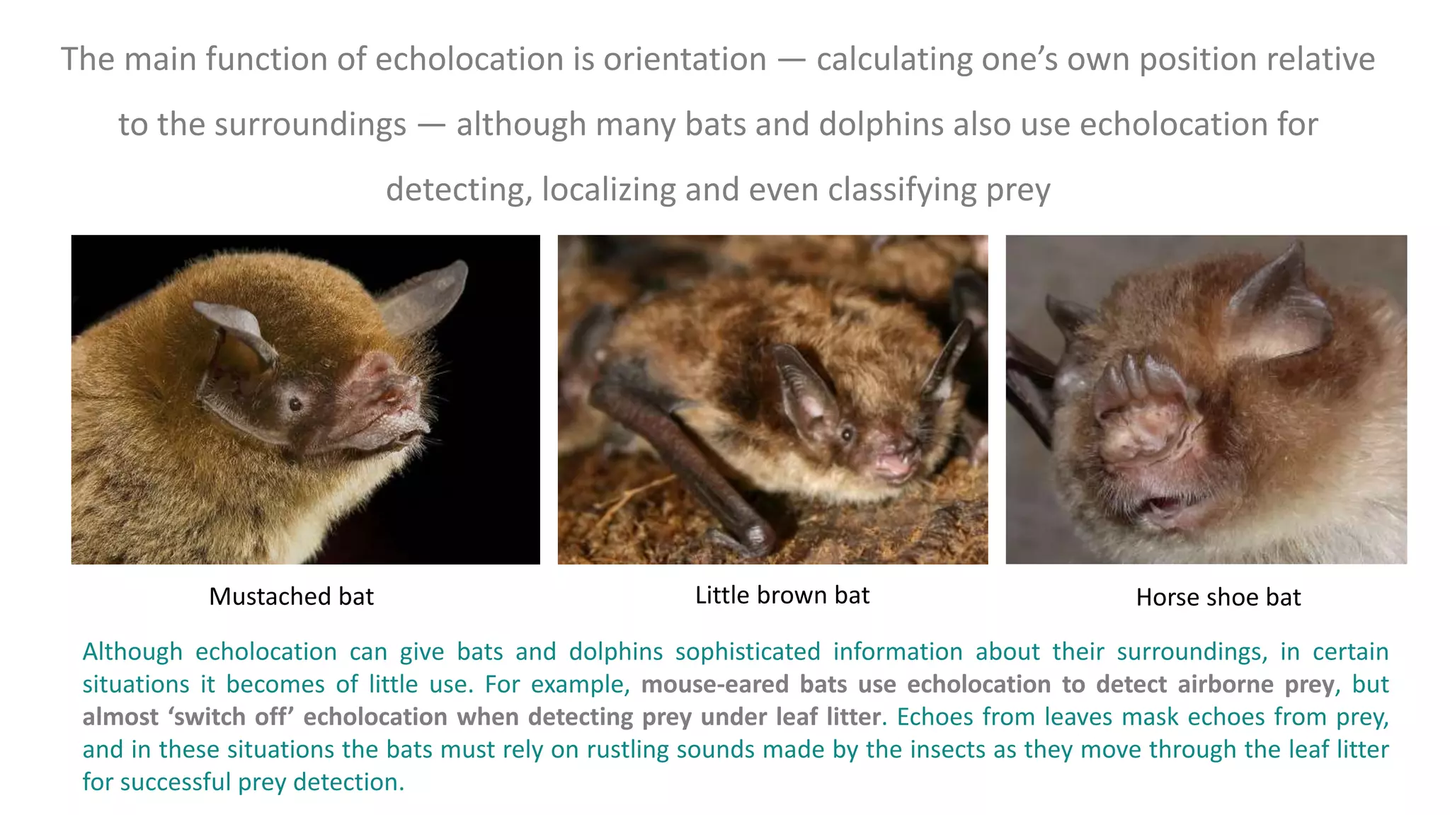 Echolocation in Bats | PPTX | Digital Audio | Computer Software and Applications