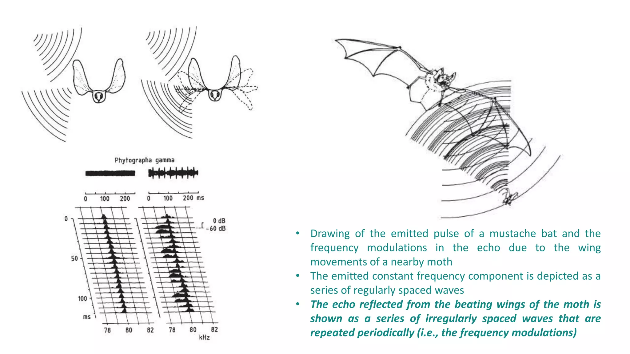 Echolocation in Bats | PPTX