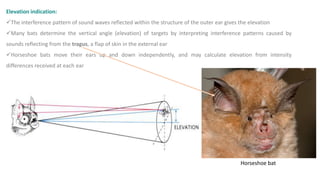 Echolocation in Bats | PPTX