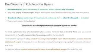 Echolocation in Bats | PPTX