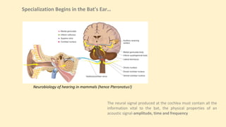 Echolocation in Bats | PPTX