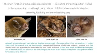 Echolocation in Bats | PPTX