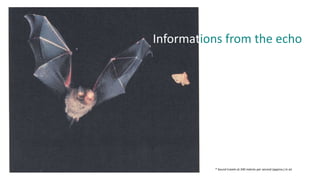 Echolocation in Bats | PPTX