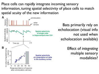 Hippocampal Place Cells in Echolocating Bats | KEY | Brain and Nervous System Disorders ...