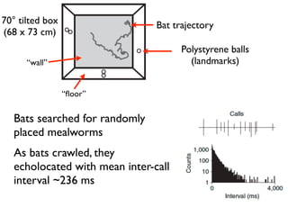 Hippocampal Place Cells in Echolocating Bats | KEY | Brain and Nervous ...