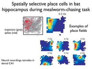 Hippocampal Place Cells in Echolocating Bats | KEY | Brain and Nervous ...