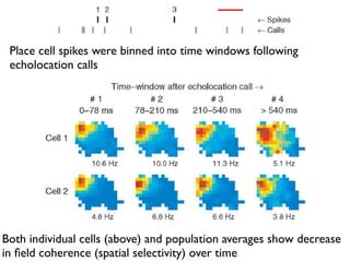 Hippocampal Place Cells in Echolocating Bats | KEY | Brain and Nervous System Disorders ...