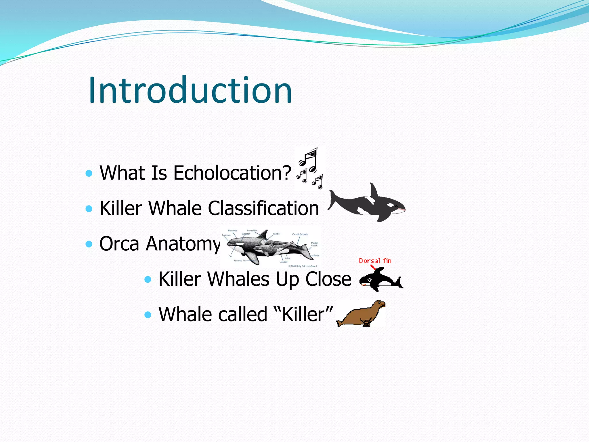 Echolocation and Bioacoustics in Orcinus orca | PPTX