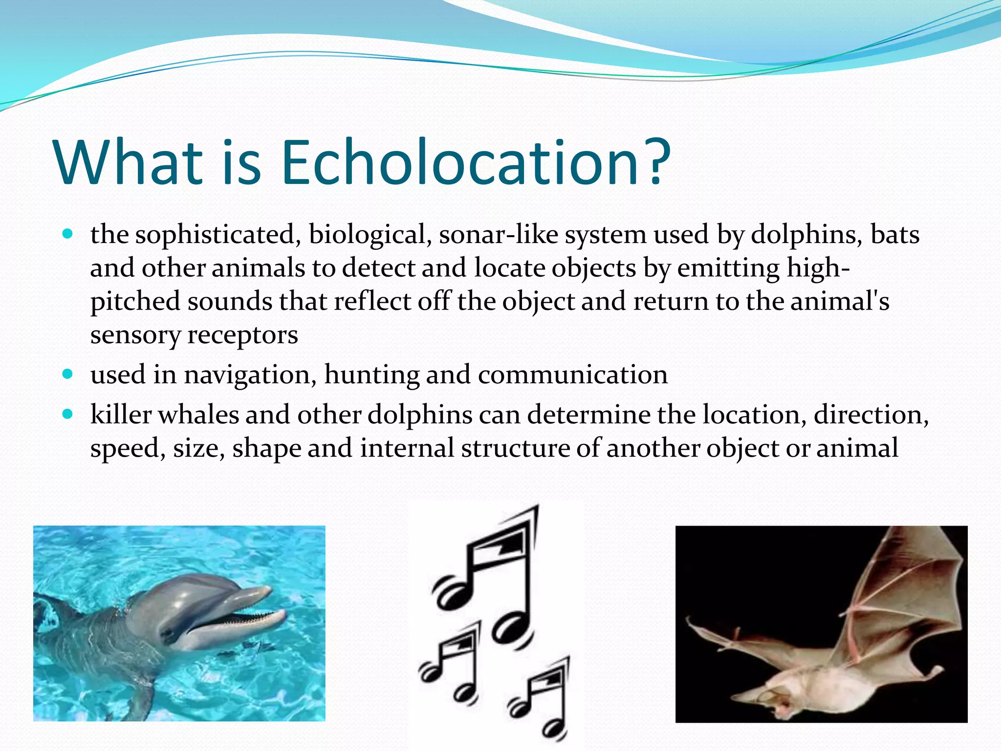 Echolocation and Bioacoustics in Orcinus orca | PPTX