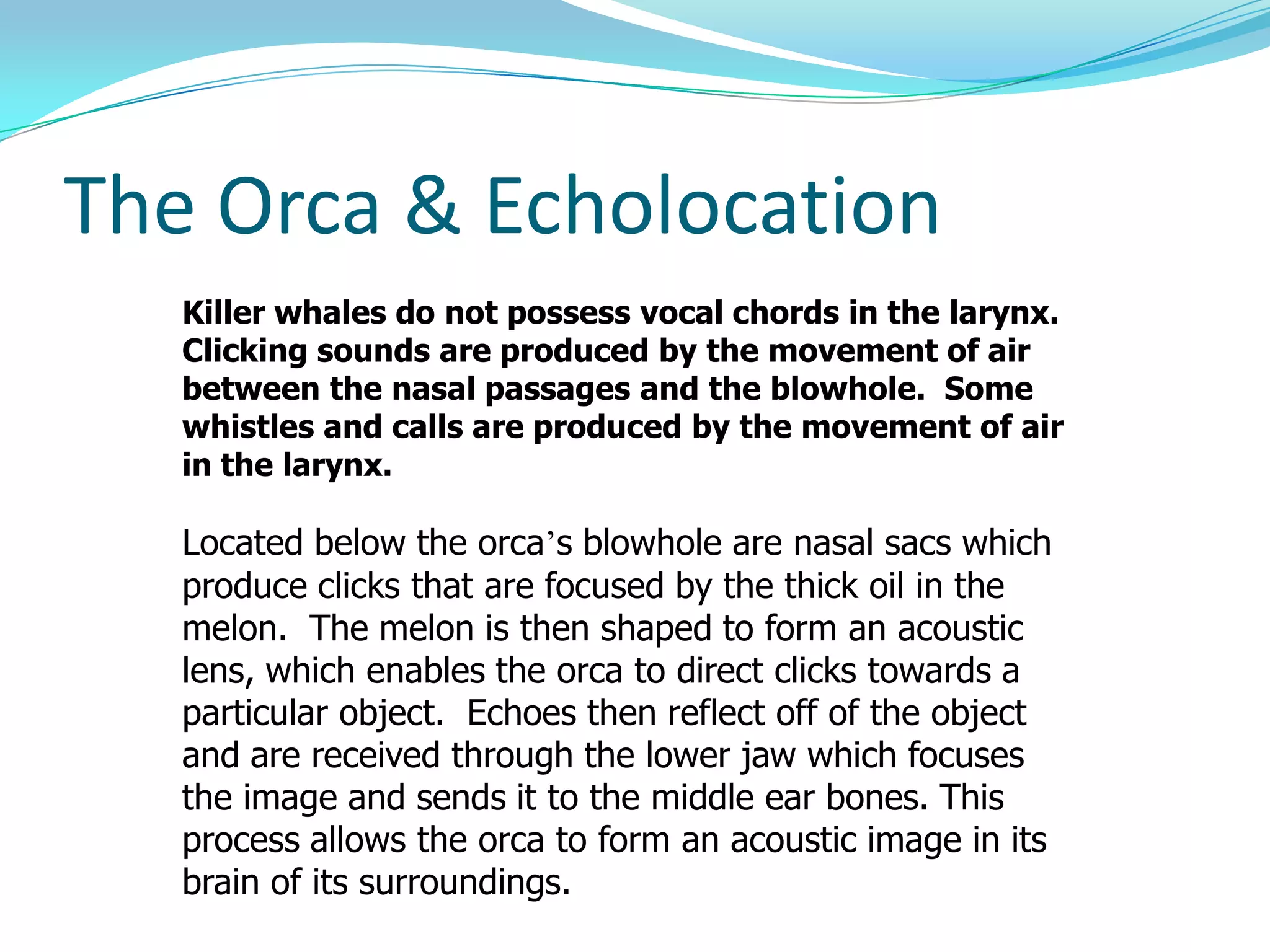 Echolocation and Bioacoustics in Orcinus orca | PPTX