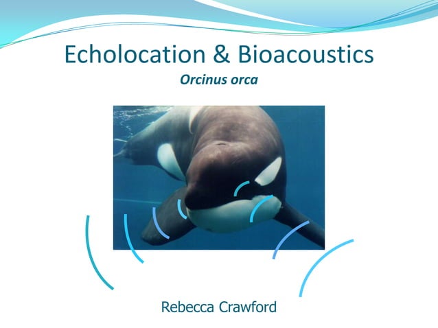 Echolocation and Bioacoustics in Orcinus orca | PPTX