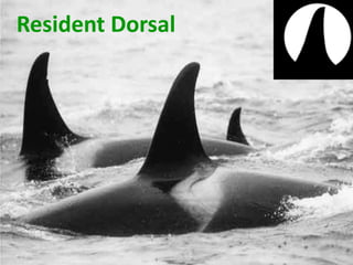 Echolocation and Bioacoustics in Orcinus orca | PPTX