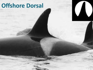 Echolocation and Bioacoustics in Orcinus orca | PPTX