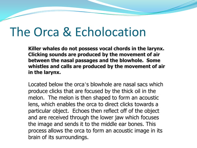 Echolocation and Bioacoustics in Orcinus orca | PPTX
