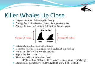 Echolocation and Bioacoustics in Orcinus orca | PPTX