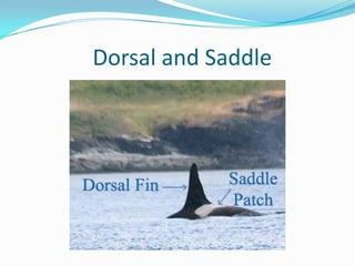 Echolocation and Bioacoustics in Orcinus orca | PPTX