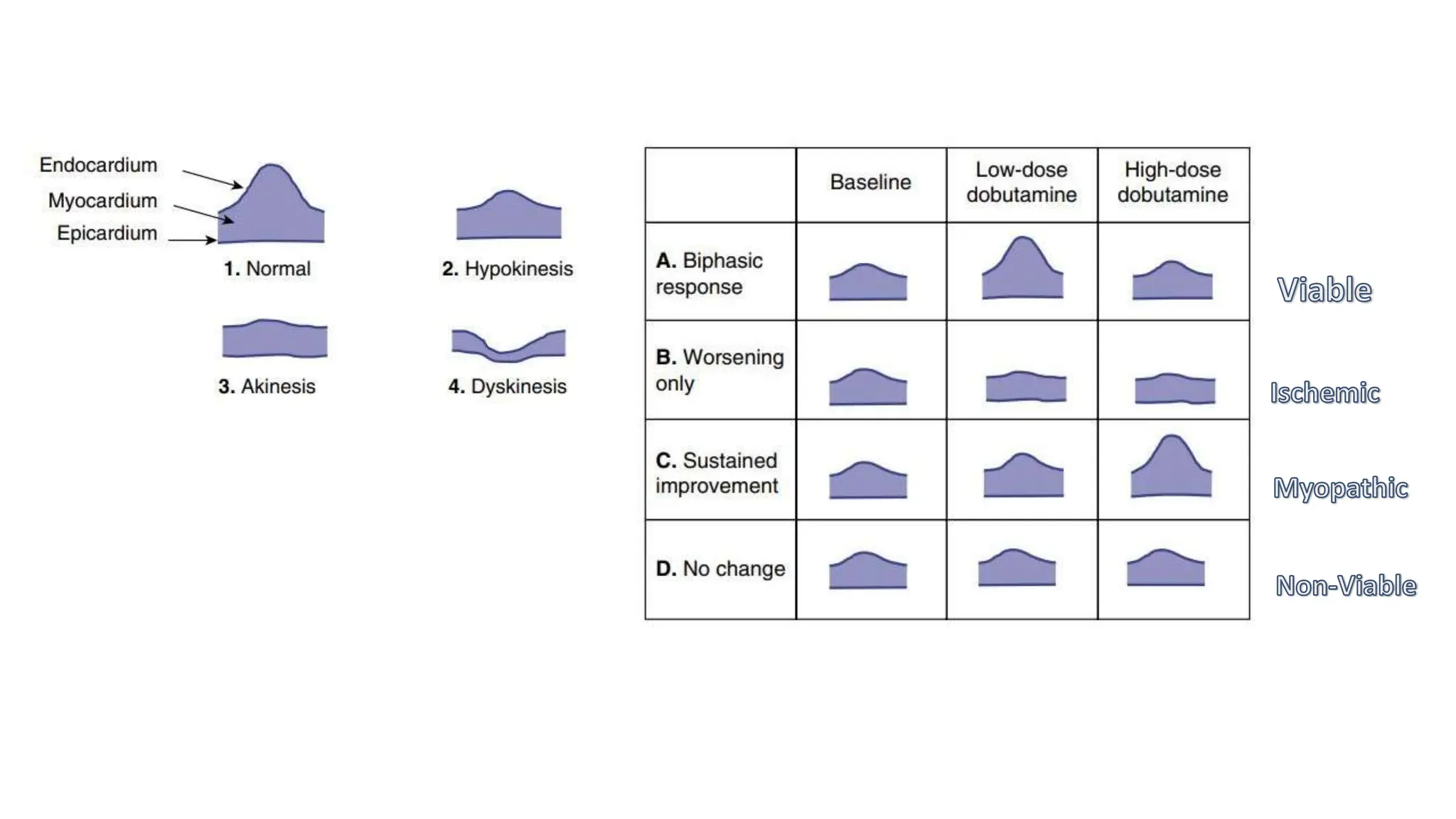 Echocardiography Multiple choice questions | PPTX