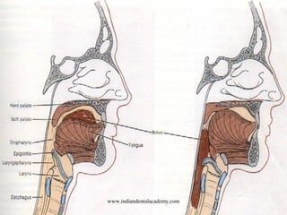 Echomyography of tongue | PPT