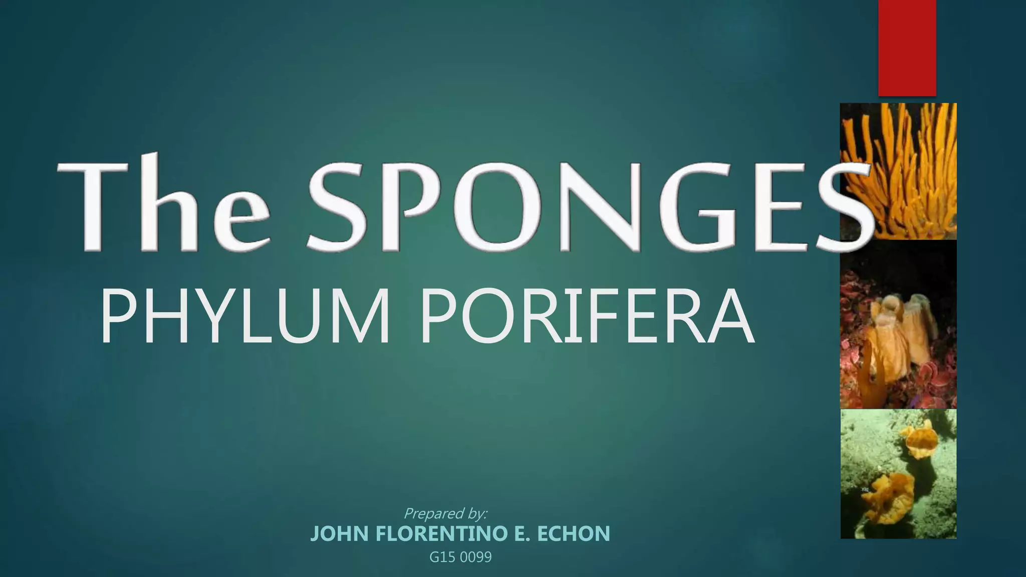 Phylum Porifera: The Pore Bearing Animals | PPT