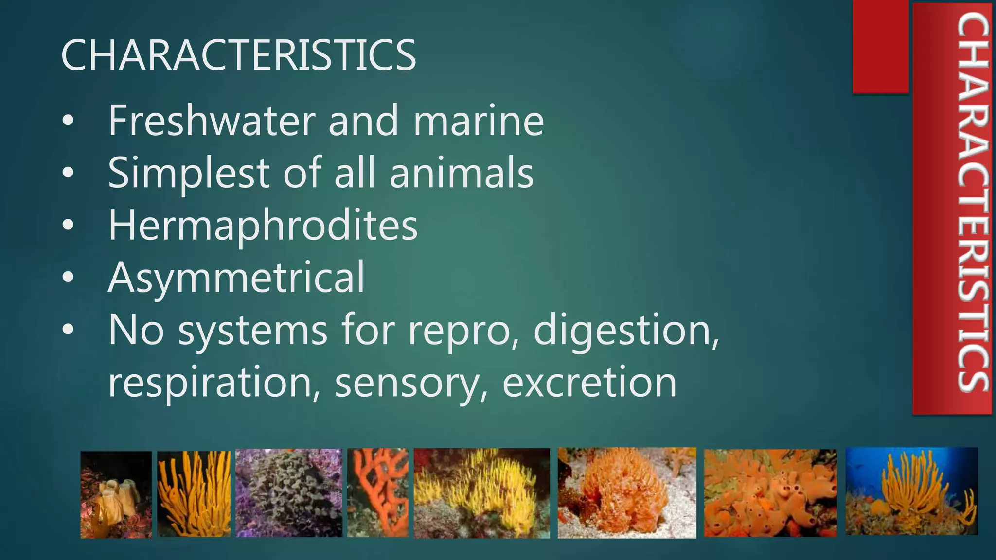 Phylum Porifera: The Pore Bearing Animals | PPT