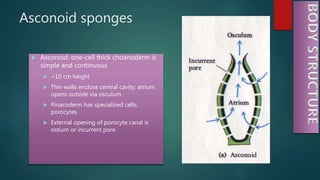Phylum Porifera: The Pore Bearing Animals | PPTX
