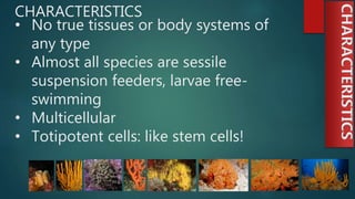Phylum Porifera: The Pore Bearing Animals | PPT