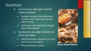 Phylum Porifera: The Pore Bearing Animals | PPTX